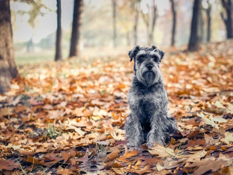 Chizer: A Cheerful Breed That’s Full of Energy - Pet Life World