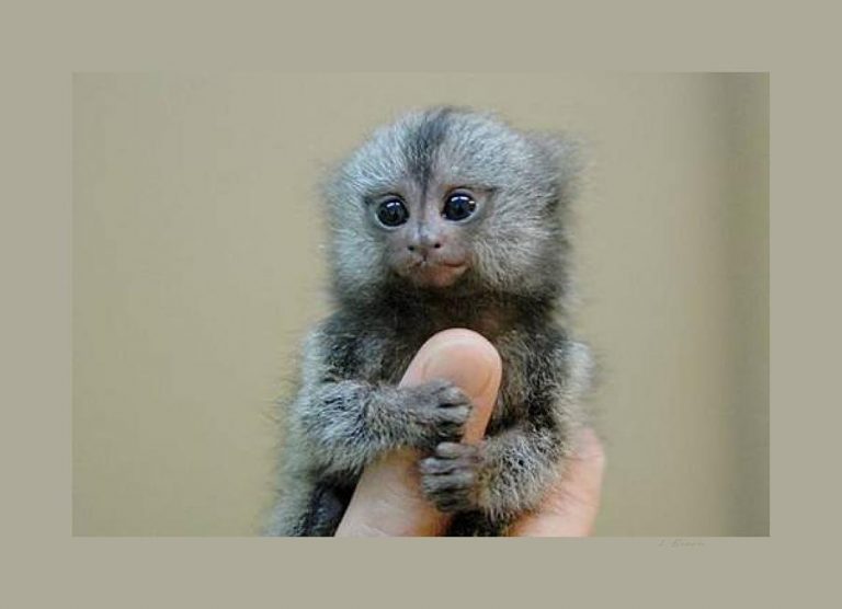 Are Finger Monkeys Good Pets? (NO!) | PetLifeWorld.com