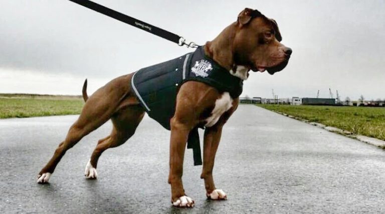 The 3 Best Weighted Dog Vests Compared | PetLifeWorld